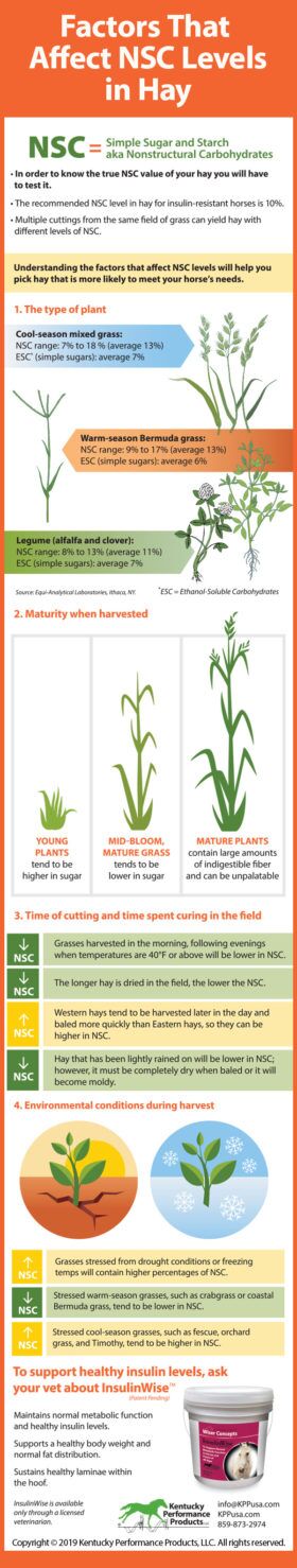 Factors That Affect NSC Levels in Hay - KPP
