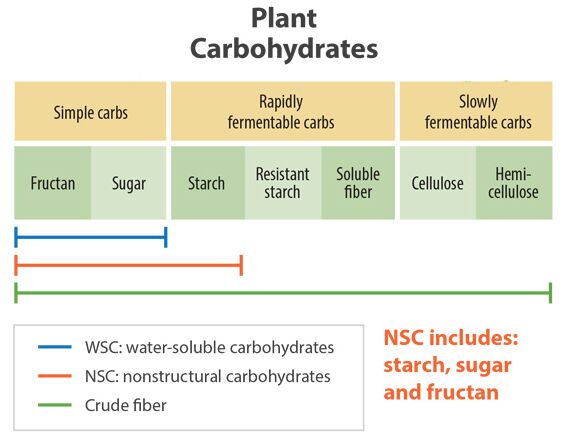Hay Management for Horses with Equine Metabolic Syndrome (EMS) and ...