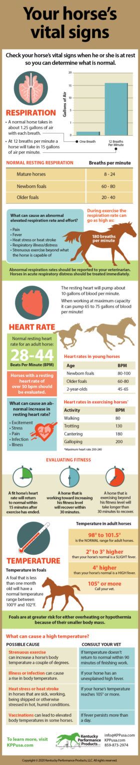 Do You Know What Your Horse’s Vital Signs Should Be? - KPP