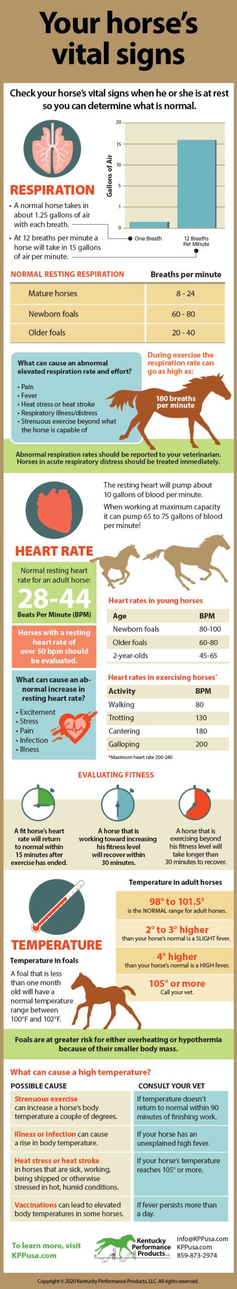 Do You Know What Your Horse’s Vital Signs Should Be? - KPP