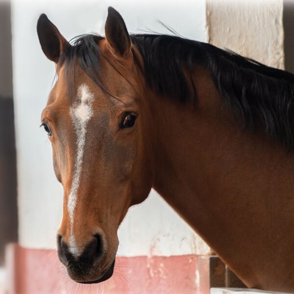 Equine Metabolic Syndrome/Insulin Dysregulation: Don’t Forget About ...